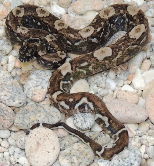 Ghost Devil Boa Constrictor by Basically Boas