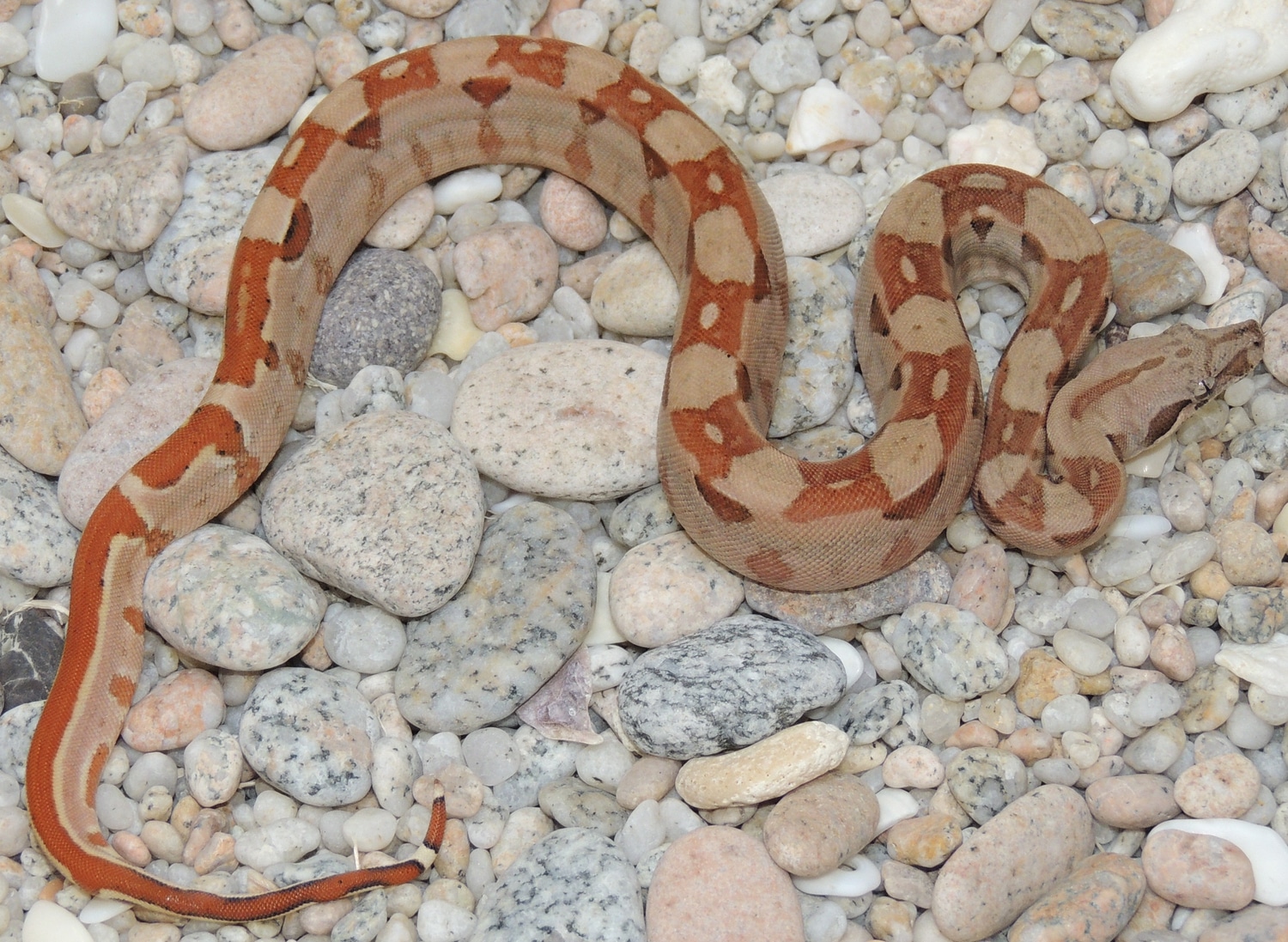 Hypo Jungle 100% Het Sharp Albino Boa Constrictor by Basically Boas ...
