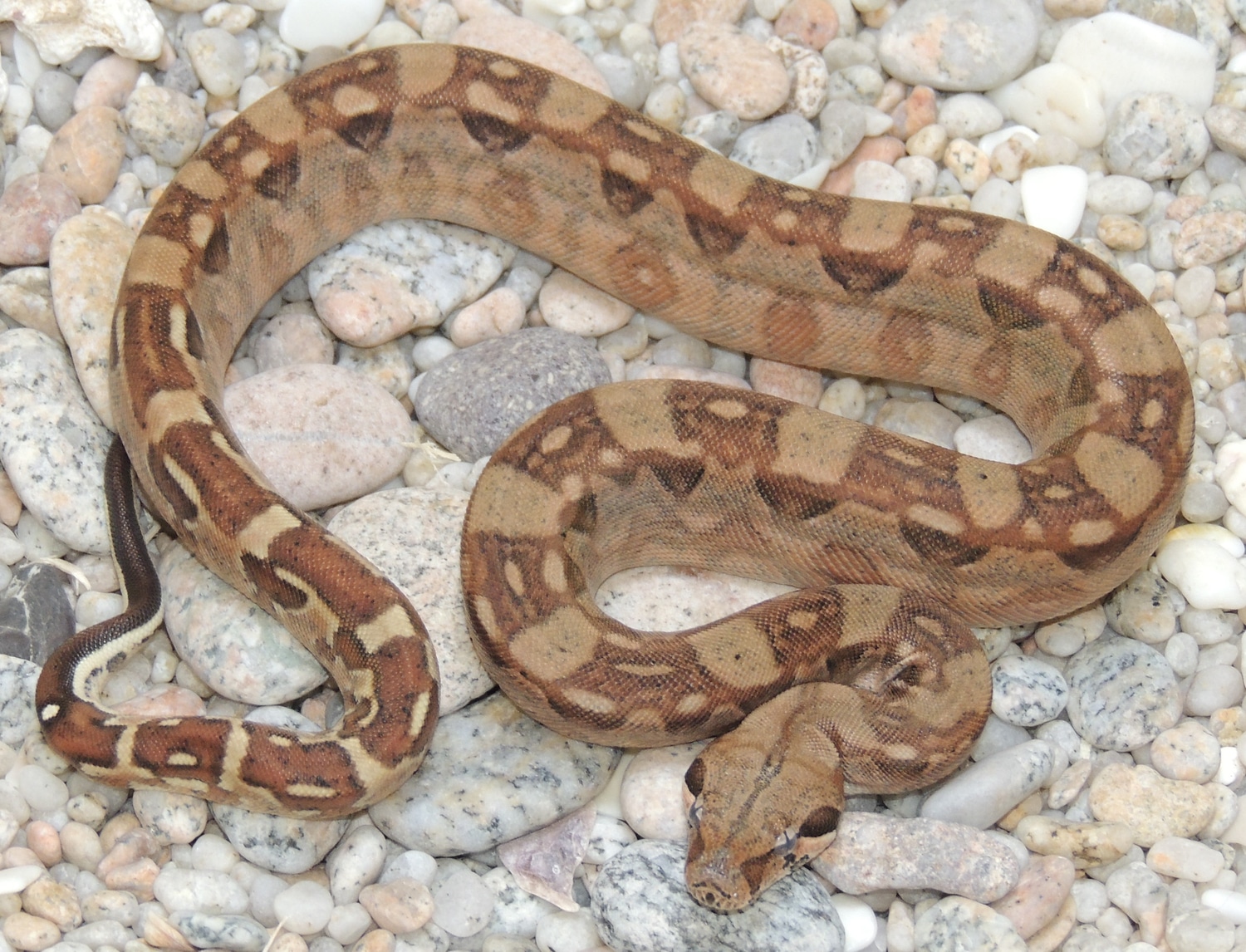 Hypo Aztec 100% Het Sharp Albino Boa Constrictor by Basically Boas ...