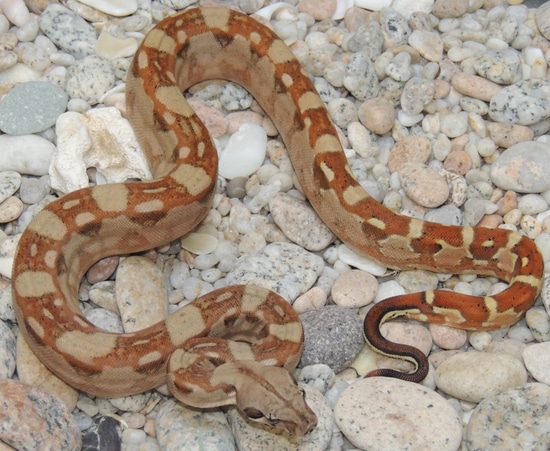 Hypo Aztec 100% Het Sharp Albino Boa Constrictor by Basically Boas