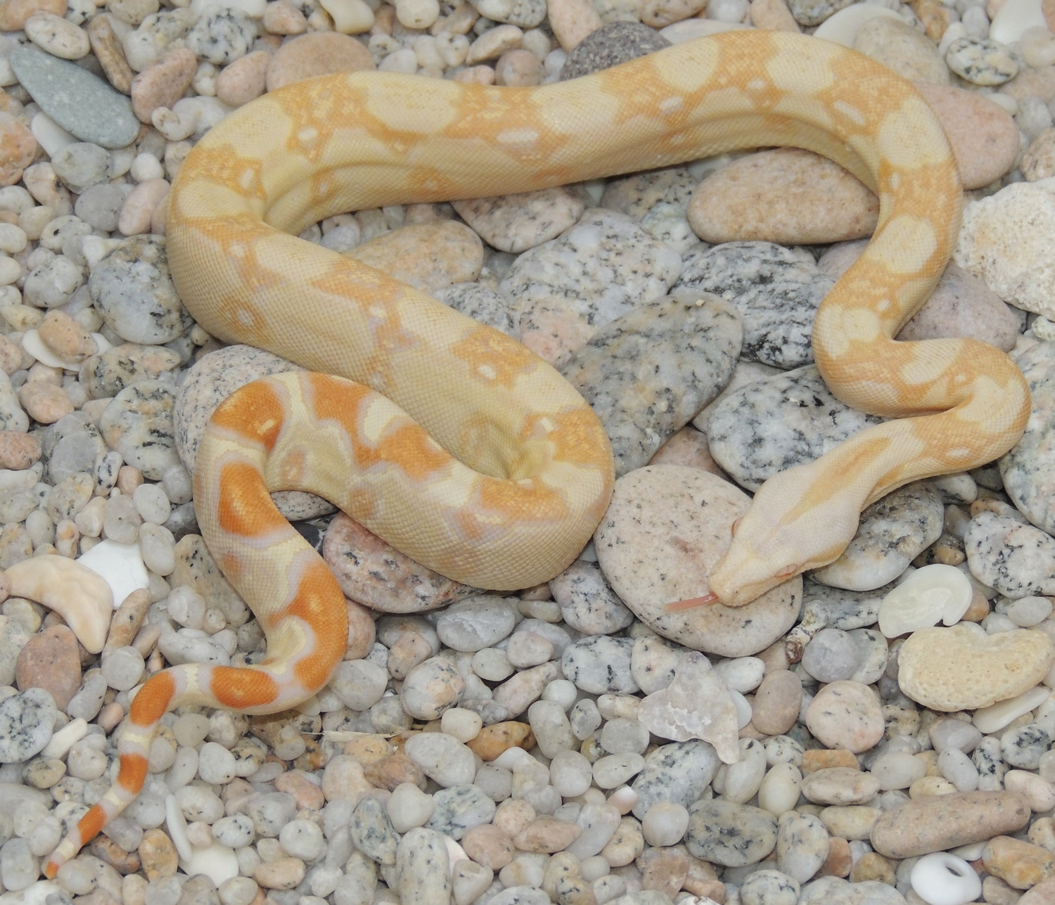 Sharp Albino 100% Het Anery Type1 Boa Constrictor by Basically Boas ...