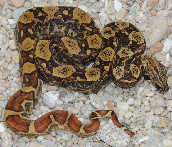 IMG Paraglow 100% Het Anery Type 1 Boa Constrictor by Basically Boas