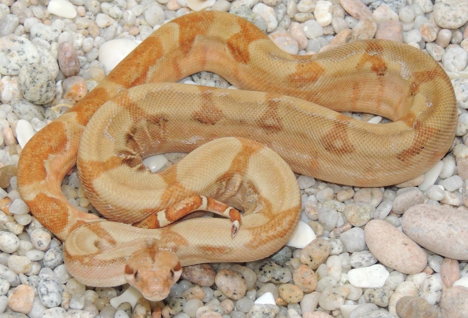 CA T+ Sunglow Fire Diamond Boa Constrictor by Basically Boas - MorphMarket