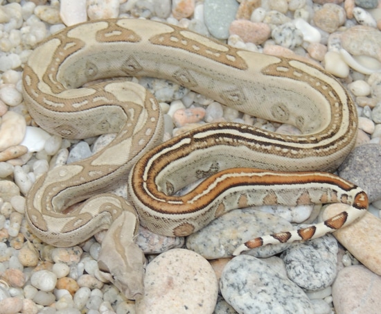 Labyrinth 100% Het Anery Type 1 66% Possible Het Sharp Albino Boa ...
