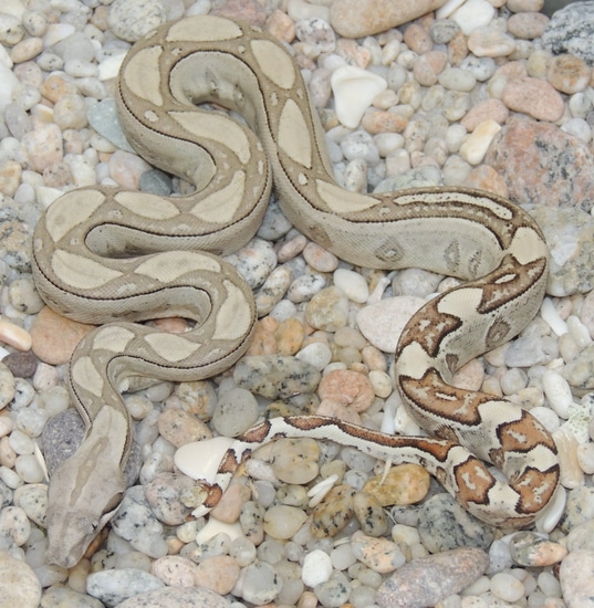 Labyrinth 100% Het Anery Type 1 66% Possible Het Sharp Albino Boa ...