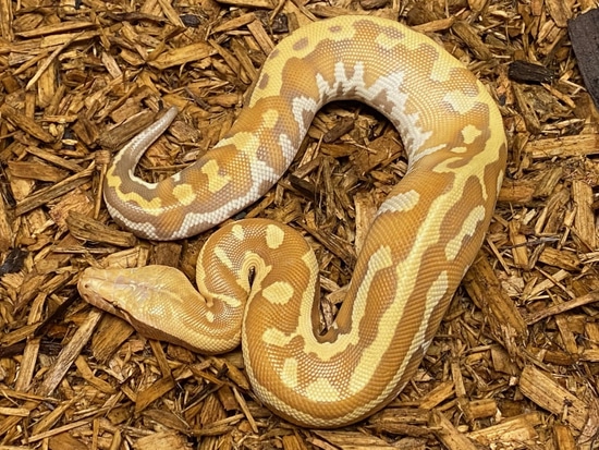 T+ Albino Blood Python by Basically Boas