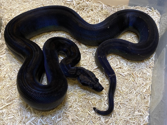 2020 Female Black Devil Boa Constrictor by Basically Boas