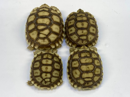 2024 (4) Split Scute Imperfect Shells Sulcata Tortoise by Basically Boas