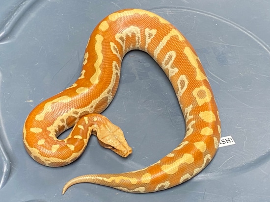 T+ Albino Blood Python by Basically Boas