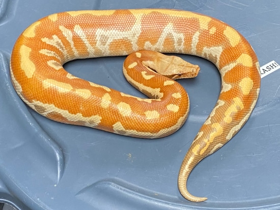 T+ Albino Blood Python by Basically Boas