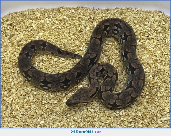 2024 Male Dumerils Boa Dumeril's Boa by Basically Boas