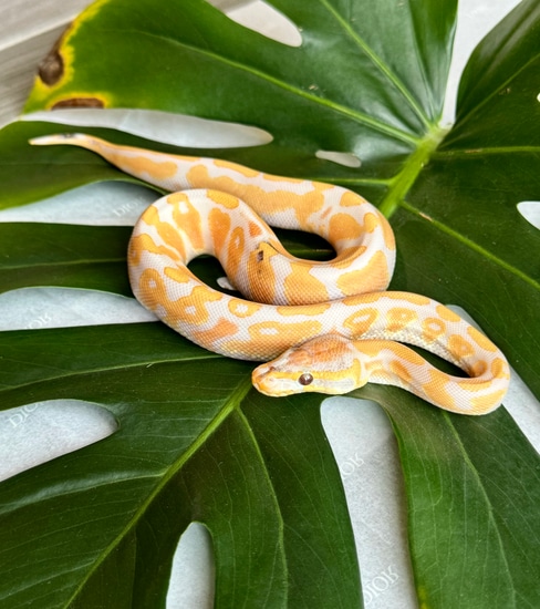 YellowBelly Lavender 66%het Pied Ball Python by 718 Exotics