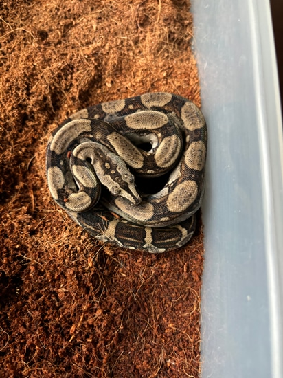Longicauda Boa Peruvian Long-Tailed Boa Constrictor by Rhody Reptiles ...