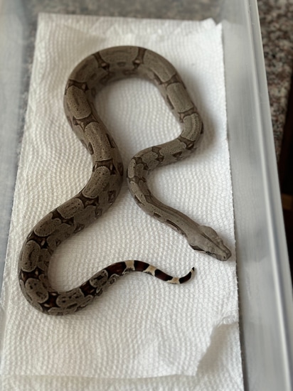 Silverback Bolivian Amarali Boa Short-Tailed Boa Constrictor by Rhody ...