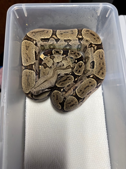 2023 Silverback Bolivian Amarali Boa Short-Tailed Boa Constrictor by ...