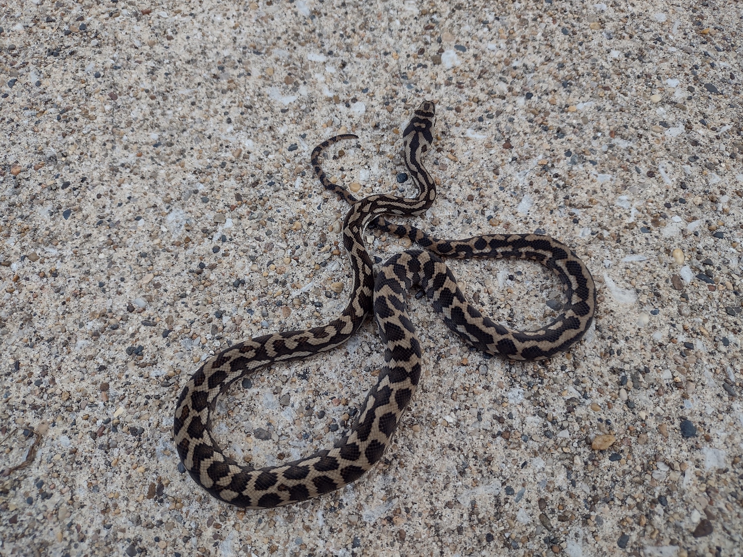 F3 MBB Red Coastal Carpet Python by Basuca Ectotherms - MorphMarket