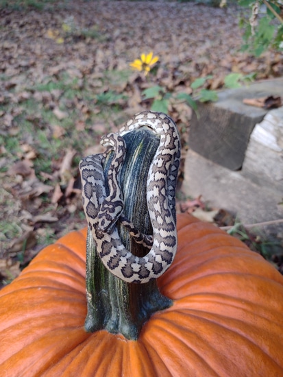 F3 MBB Red Coastal Coastal Carpet Python by Basuca Ectotherms