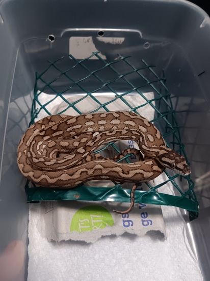 Red Coastal Stripe Coastal Carpet Python by Basuca Ectotherms