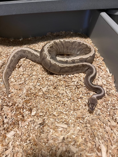 Kingpin GHI Lesser Pinstripe Ball Python by BAT Snakes