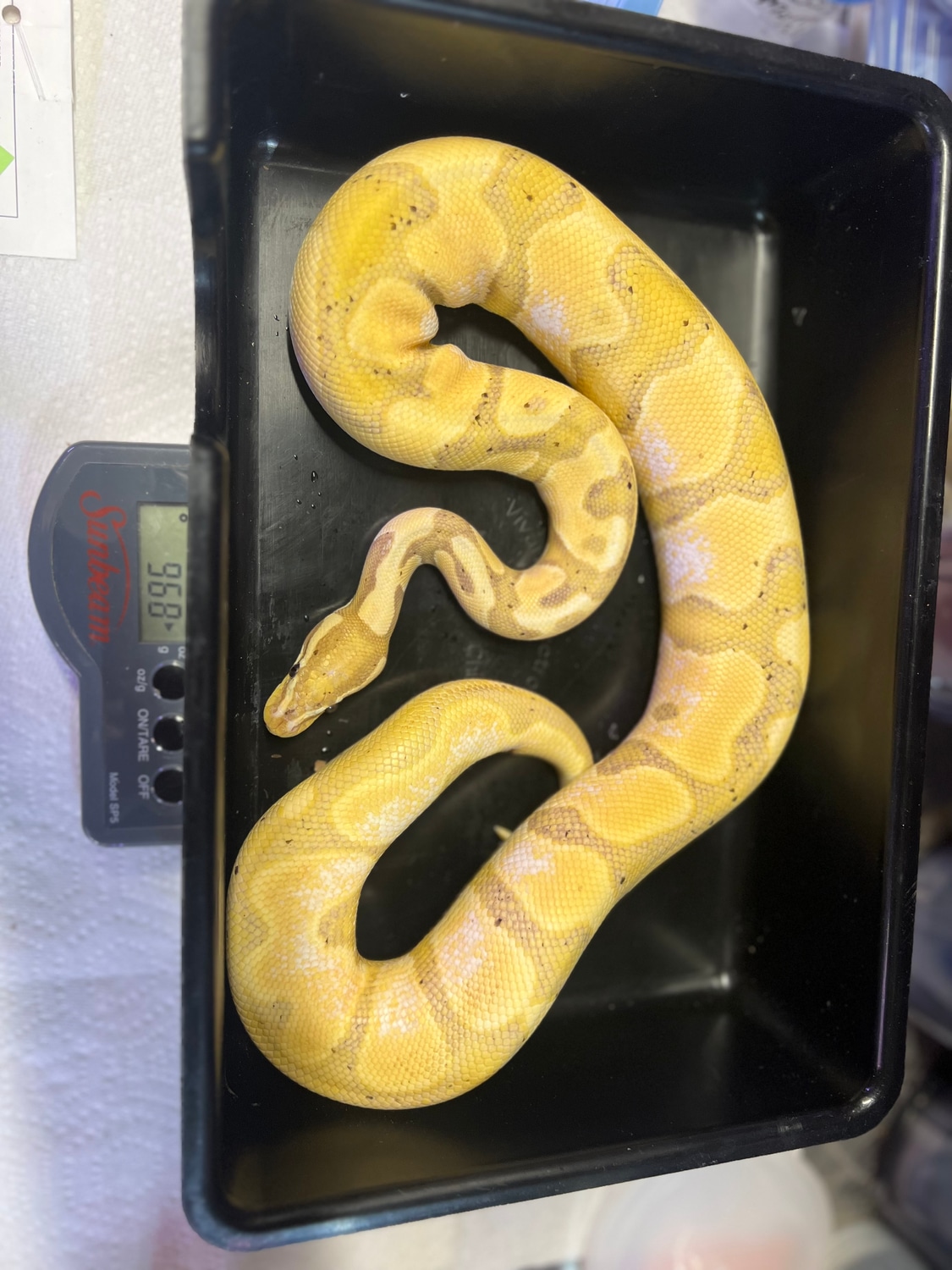 Candino Ball Python by Lawrence Reptiles and Terrariums - MorphMarket