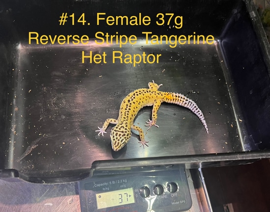 Reverse Stripe Tangerine Het Raptor Leopard Gecko by Lawrence Reptiles ...