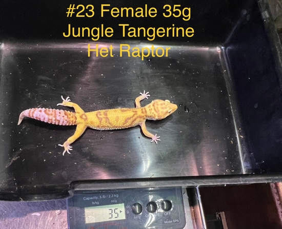 Jungle Tangerine Het Raptor For Sale Leopard Gecko by Lawrence Reptiles ...