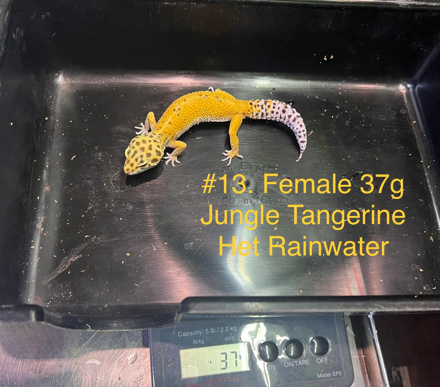 Jungle Tangerine Het Rainwater Leopard Gecko by Lawrence Reptiles and Terrariums - MorphMarket