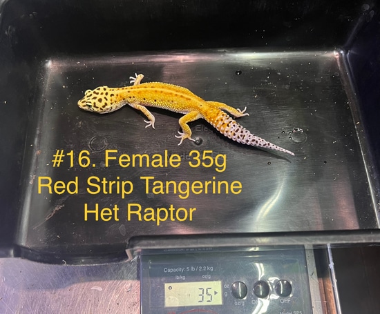 Red Stripe Tangerine Het Raptor Leopard Gecko by Lawrence Reptiles and ...