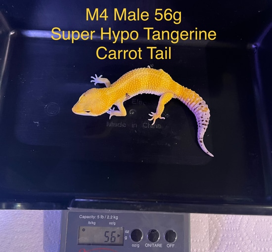 Super Hypo Tangerine Carrot Tail Leopard Gecko by Lawrence Reptiles and ...