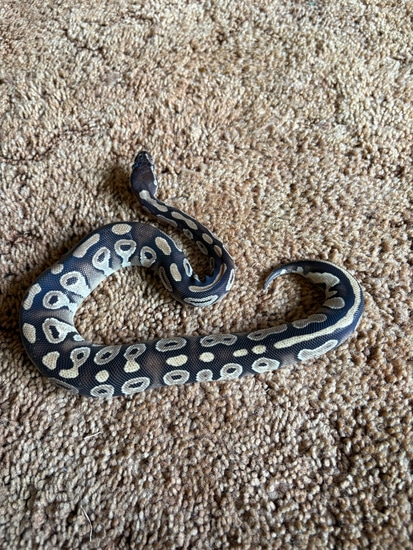 Mojave Ball Python by Justin’s ball pythons