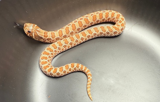 Normal Hognose Snake 100% Het Axanthic 50% Het Albino Western Hognose ...
