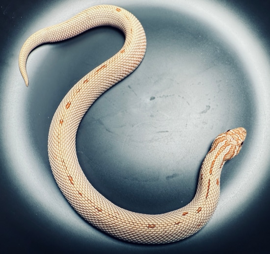 Toffee Belly Superconda Hognose Snake Female Western Hognose by Earth ...