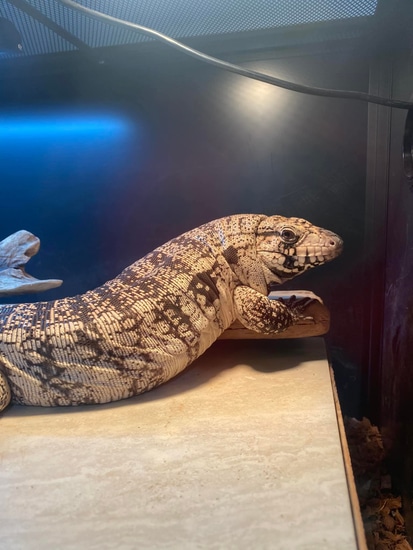 B&w Tegu Argentine Tegus by DarkSide Dinosaurs
