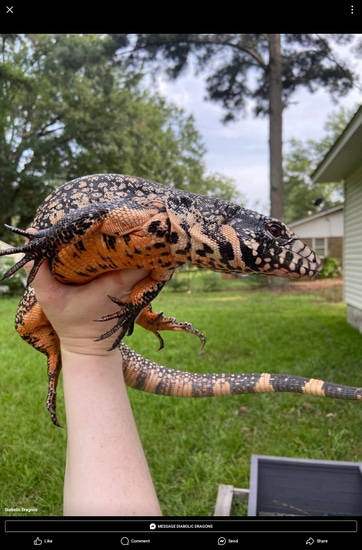 Red Bellied B&w Tegu Argentine Tegus by DarkSide Dinosaurs