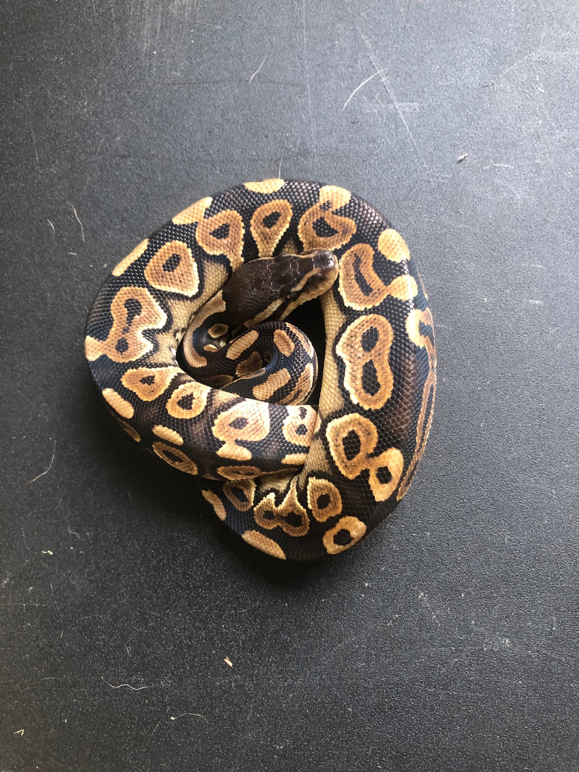 Cinnamon Ball Python by Batty Exotics - MorphMarket