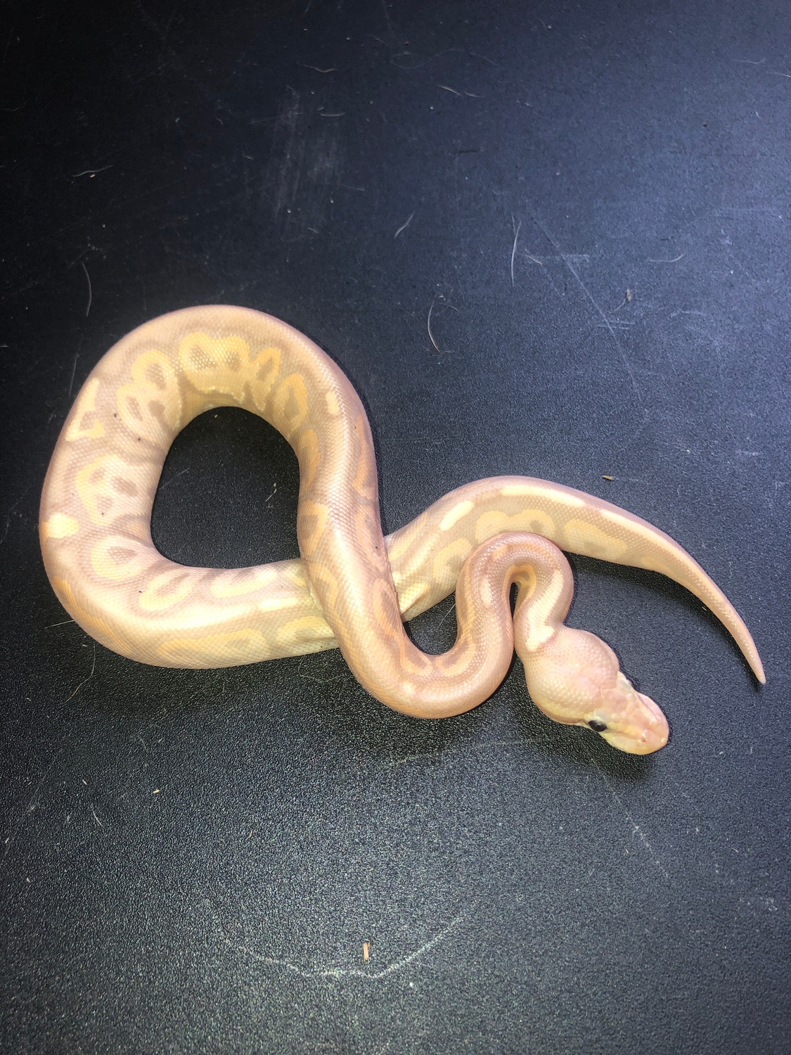 Banana Cinnamon Ball Python by Batty Exotics - MorphMarket