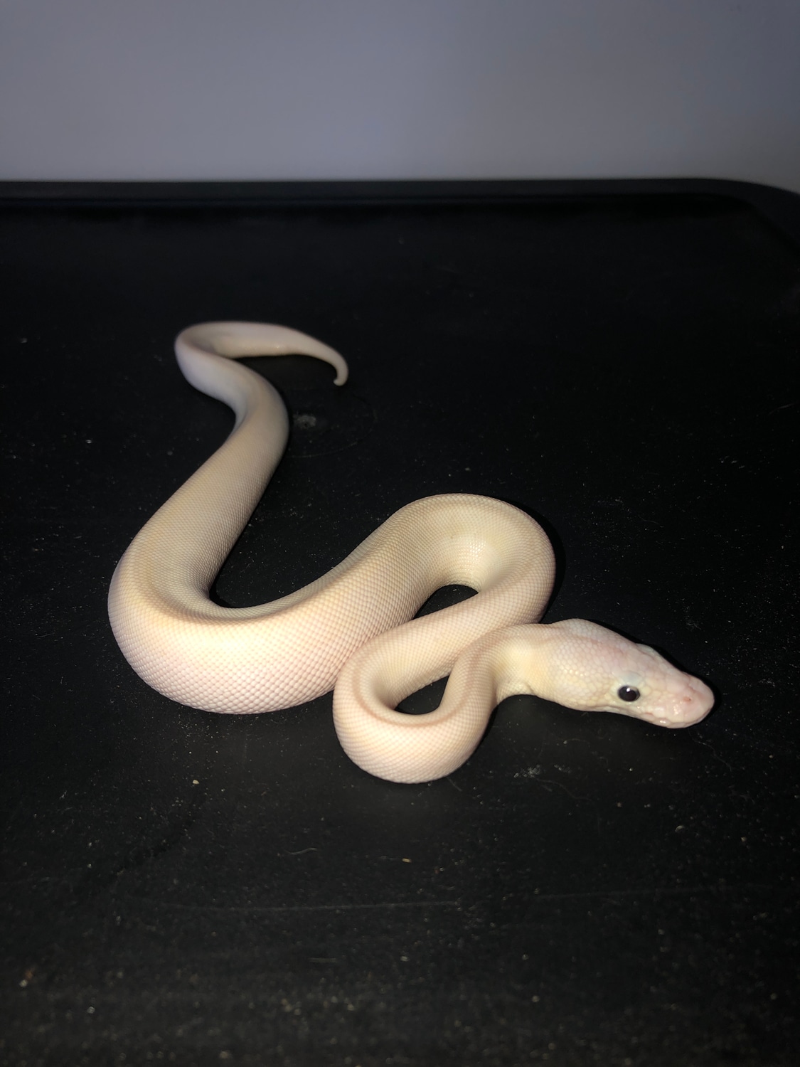 Blue Eye Lucy Het Clown Ball Python by Batty Exotics - MorphMarket