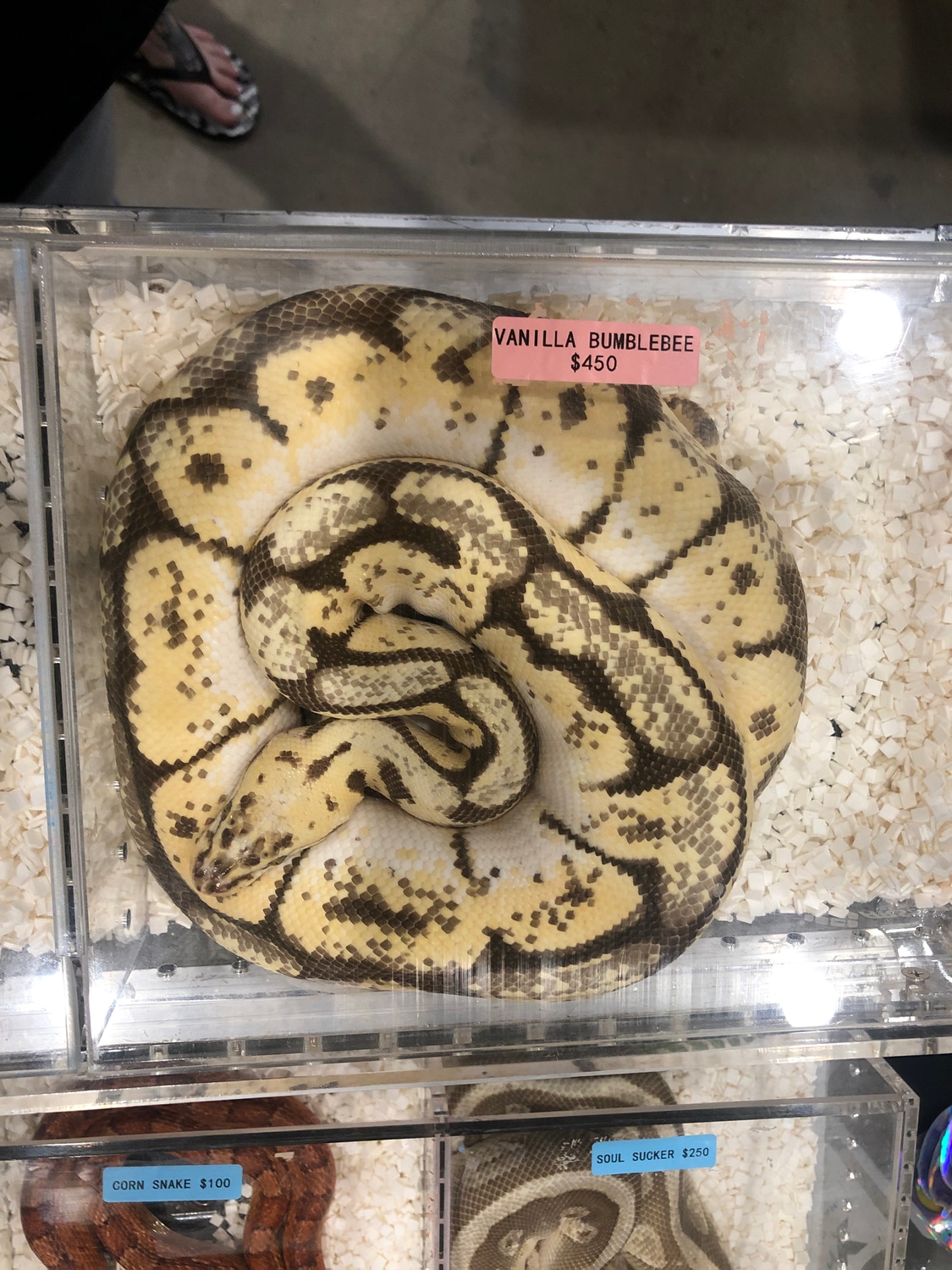 Fire/Vanilla Bumblebee Ball Python by Batty Exotics - MorphMarket