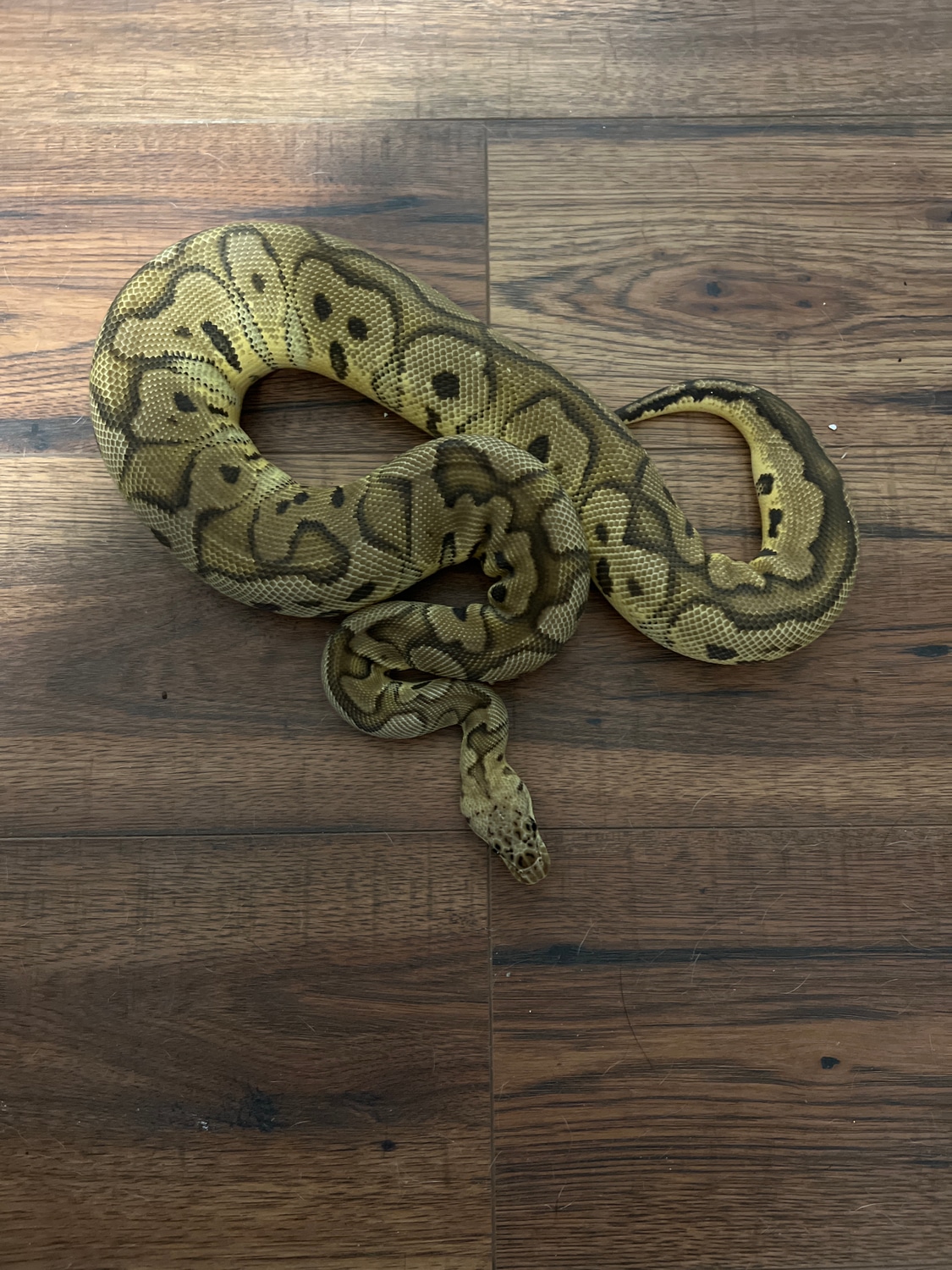 Pastel Clown Ball Python by Batty Exotics - MorphMarket