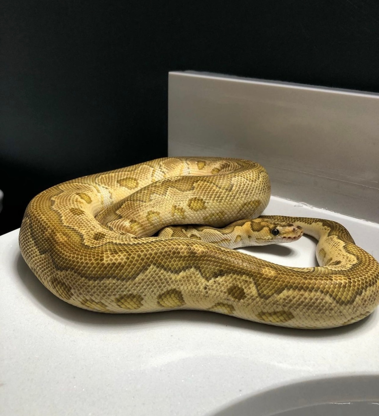 Lesser Clown Ball Python by Batty Exotics - MorphMarket