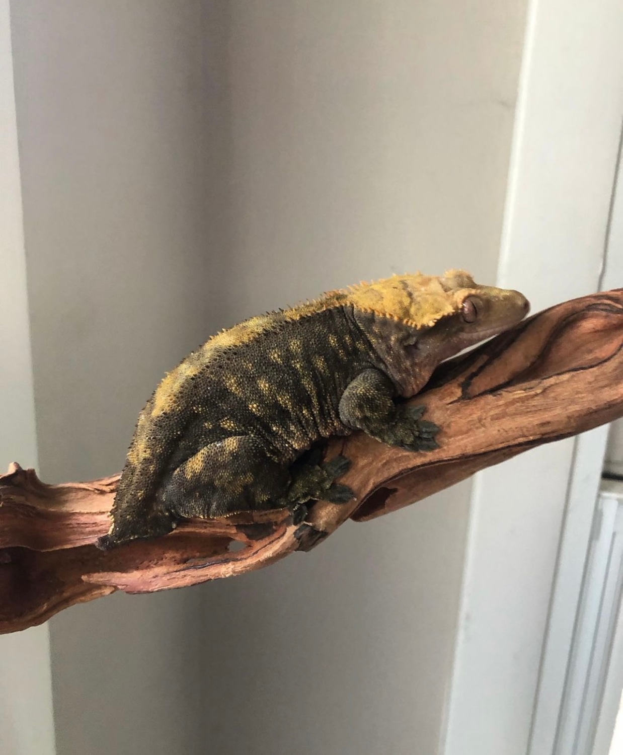 Dark Base Crested Gecko by Batty Exotics - MorphMarket