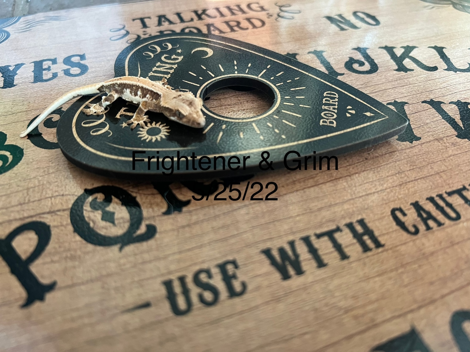 Unsexed Lilly White Crested Gecko by Batty Exotics - MorphMarket