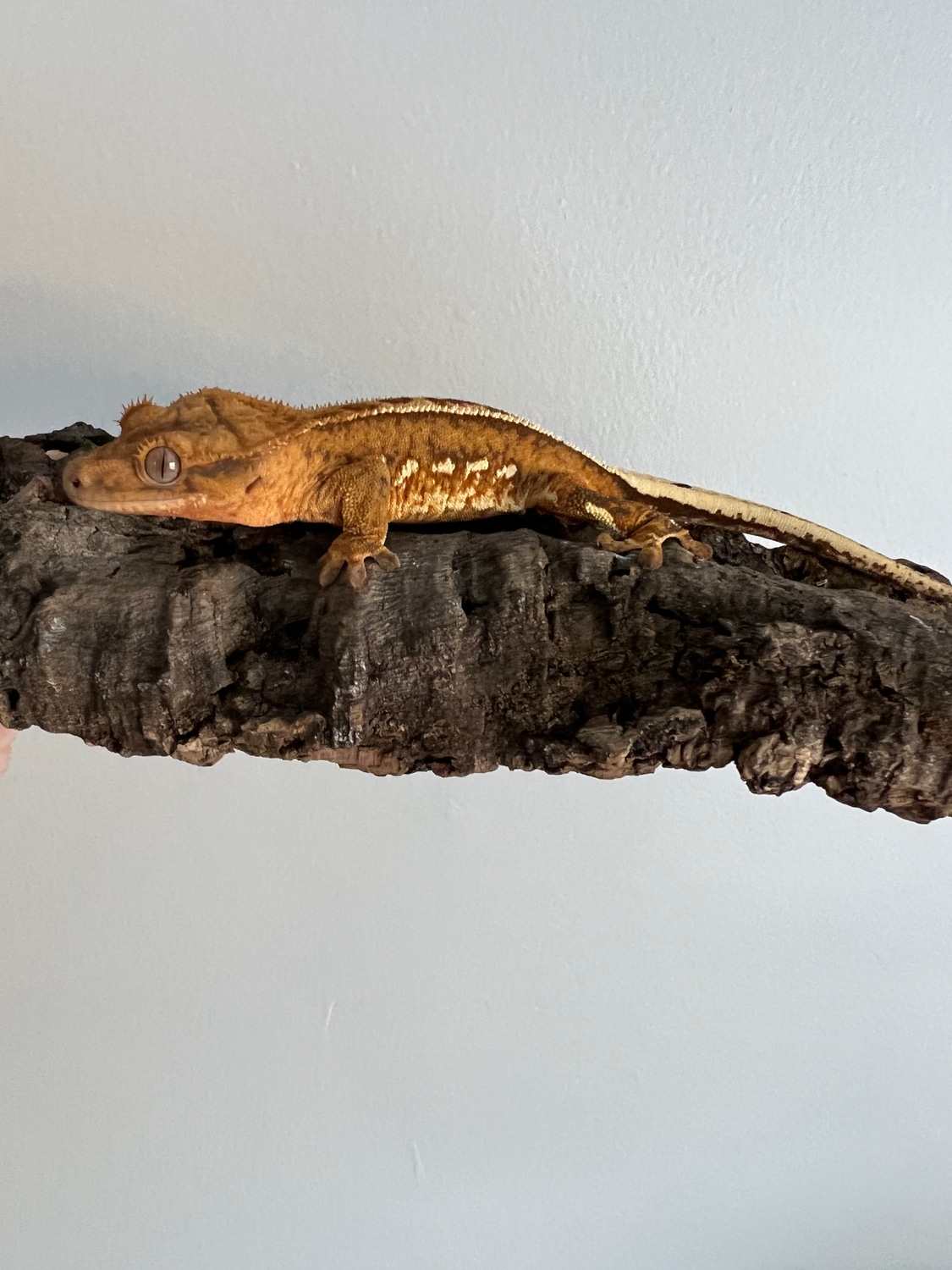 Orange Crested Gecko by Batty Exotics - MorphMarket