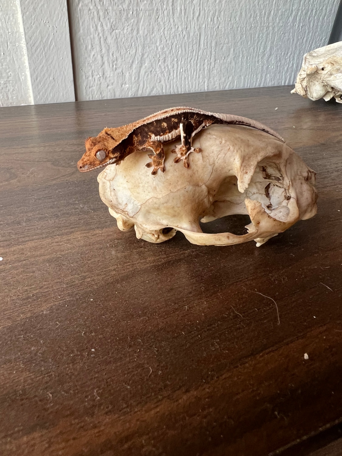 Tri Color Lilly White Crested Gecko by Batty Exotics - MorphMarket