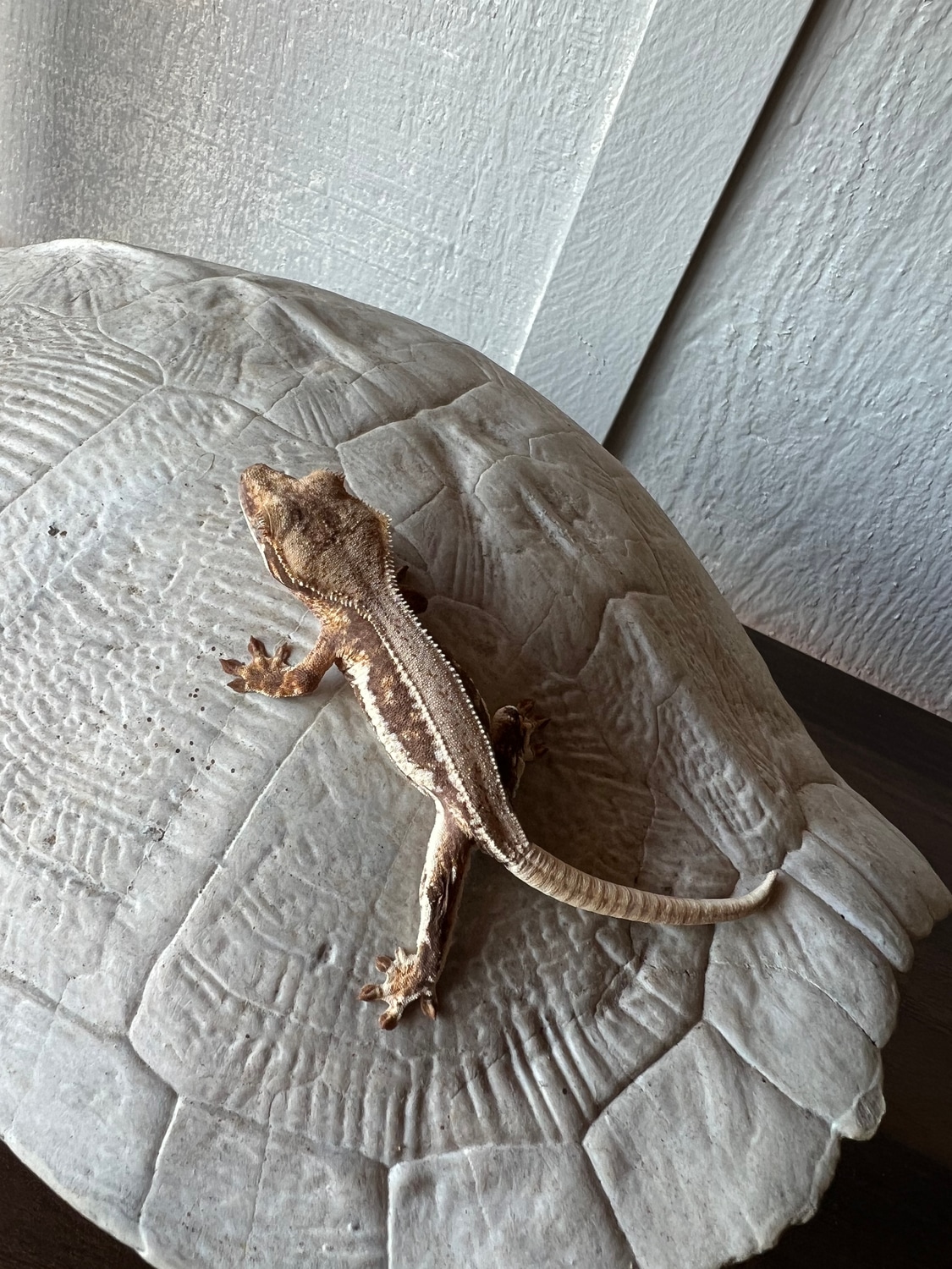 Lilly White Crested Gecko by Batty Exotics - MorphMarket