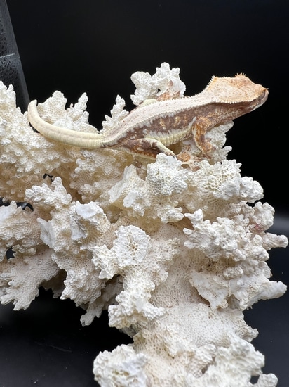 Lilly White Crested Gecko by Batty Exotics