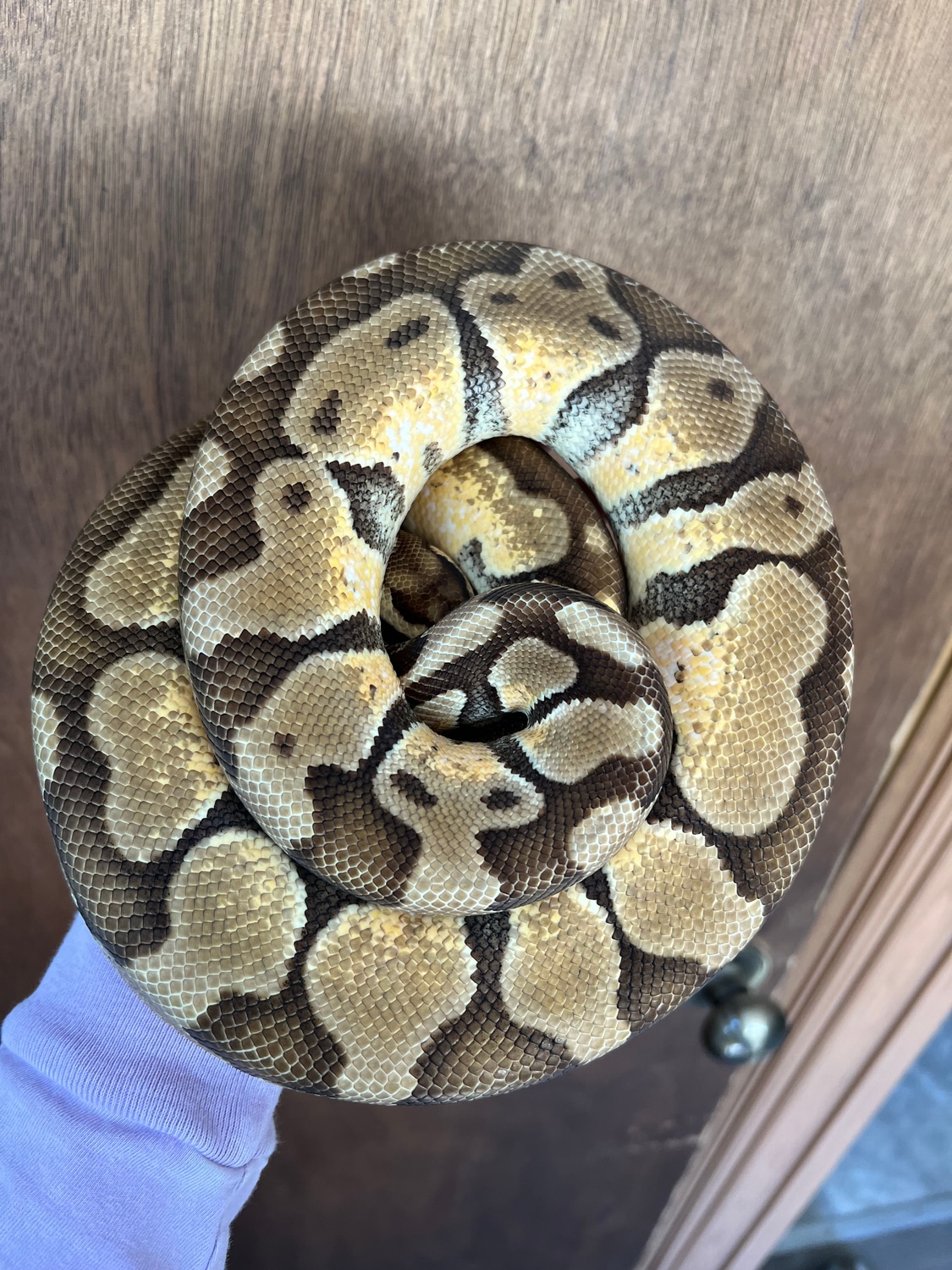 Enchi Pastel Ball Python by Batty Exotics - MorphMarket