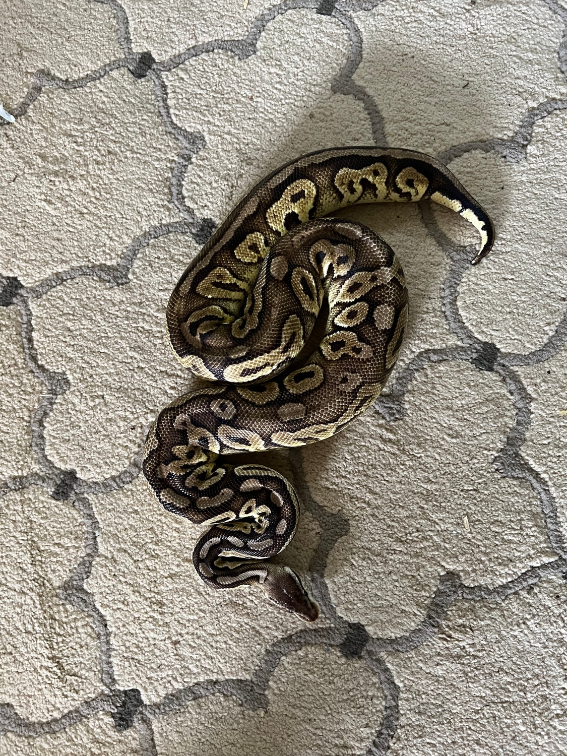 Pewter Ball Python by Batty Exotics - MorphMarket