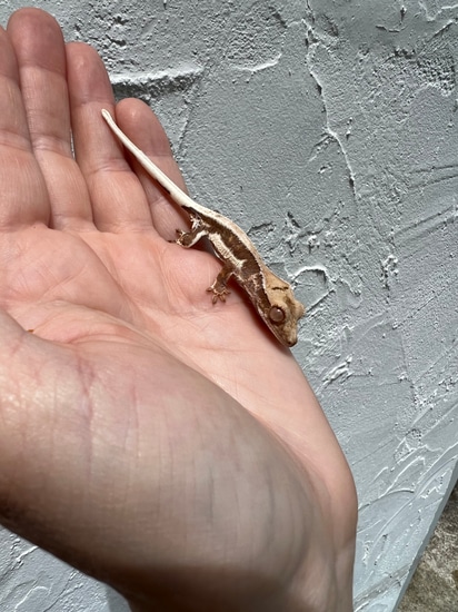 Lilly White Crested Gecko by Batty Exotics