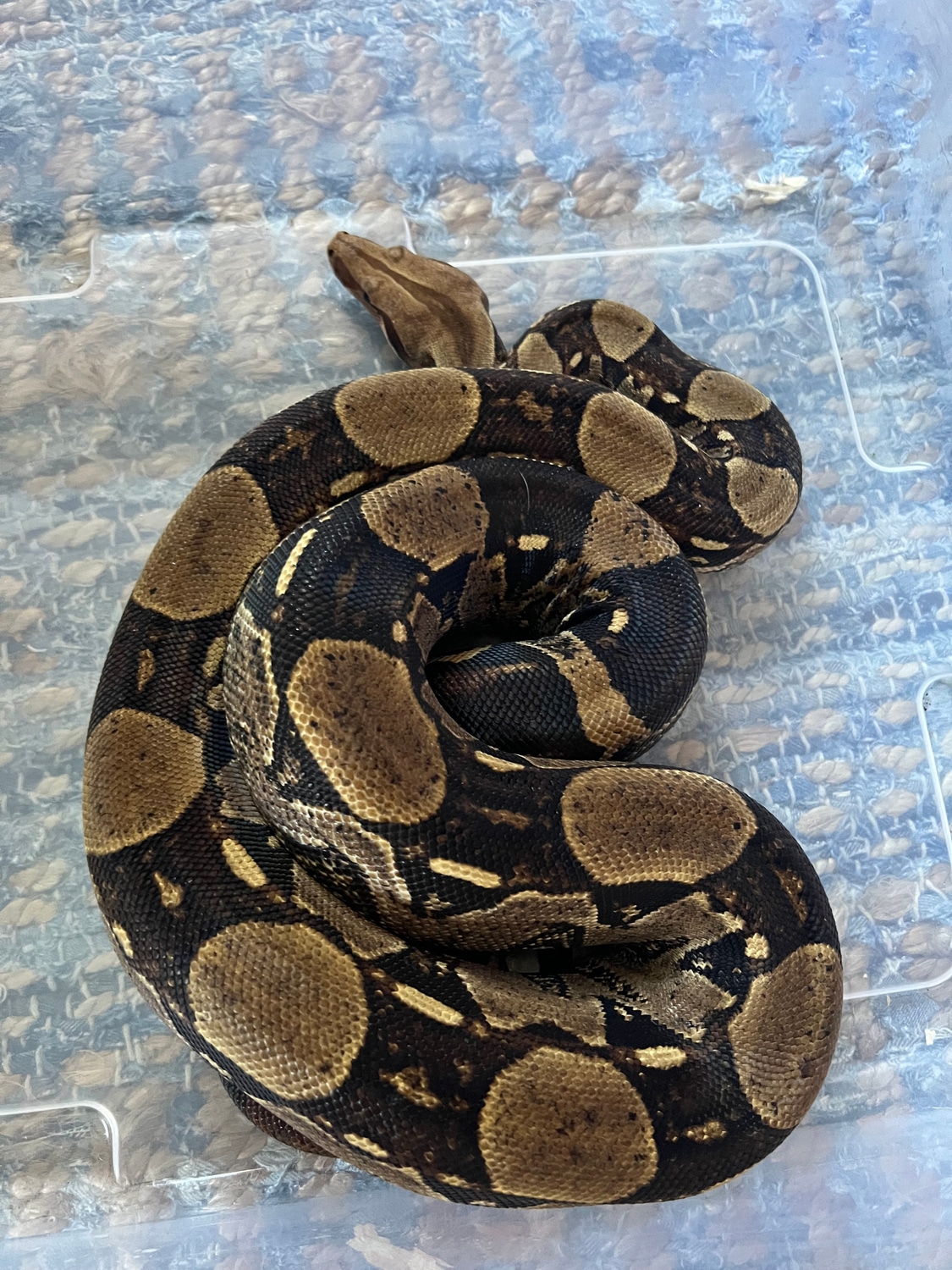 Common Boa Constrictor by Batty Exotics - MorphMarket